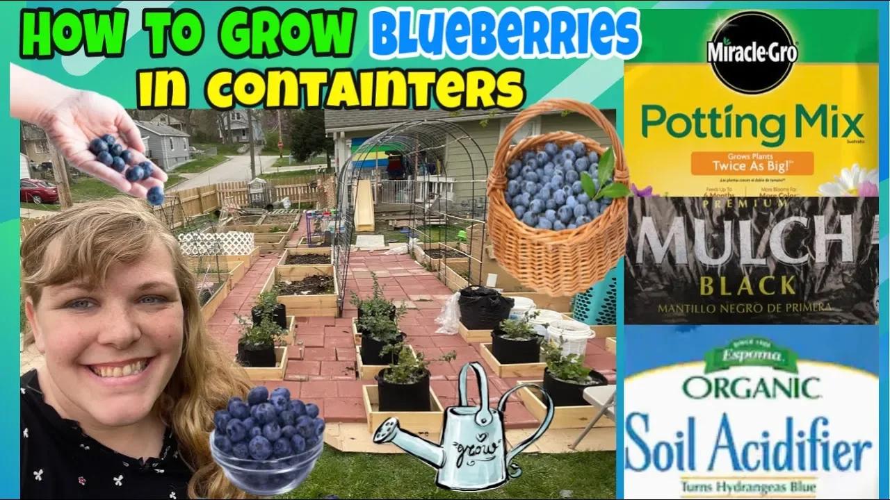 How to Grow Blueberries in Containers