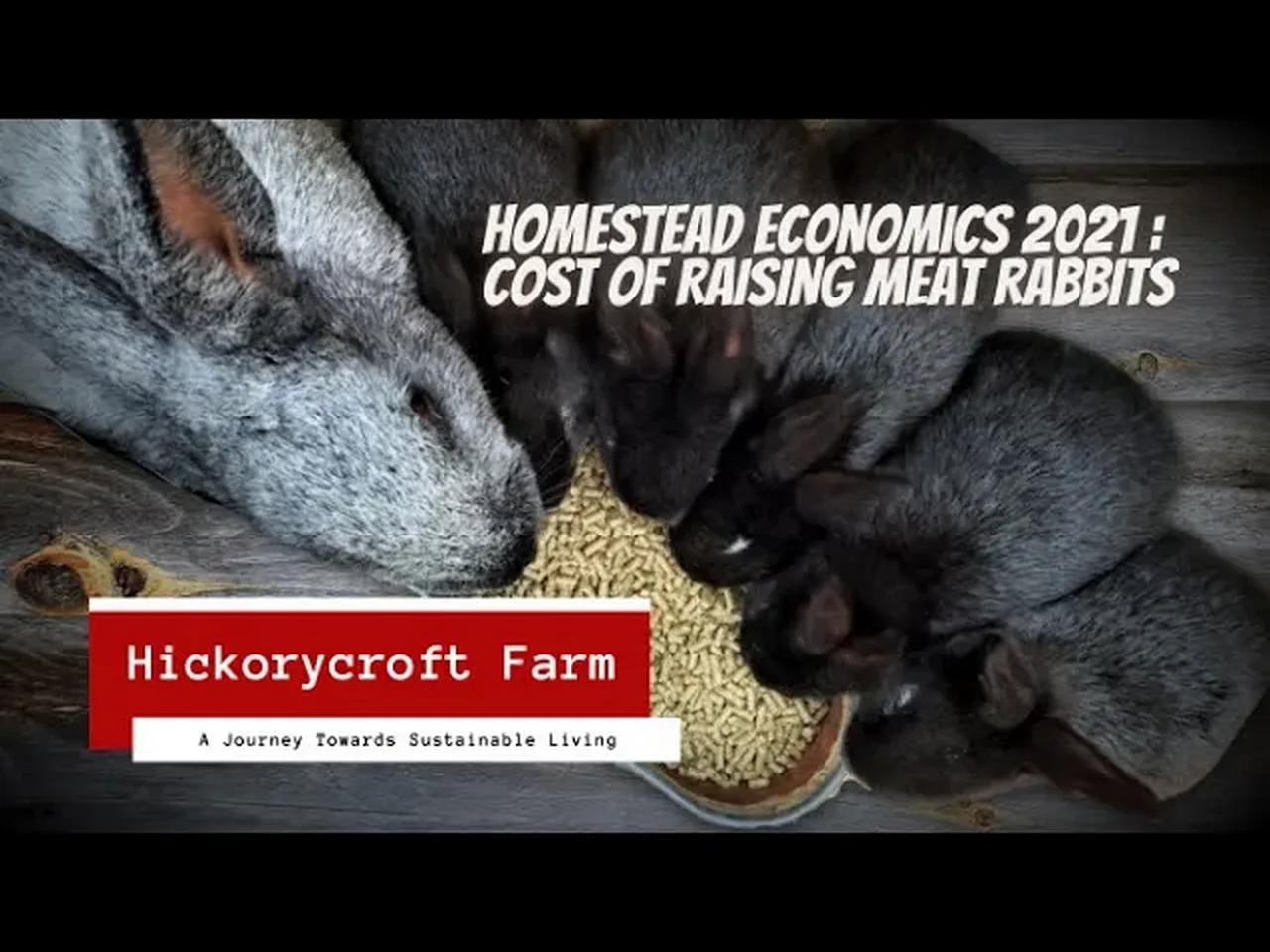 Homestead Economics 2021 | Cost of Raising Meat Rabbits