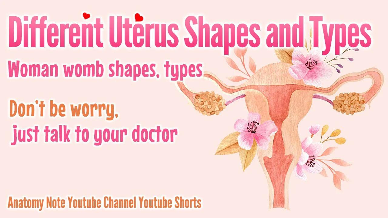 Different Uterus Shapes and Types (uterine, womb) #youtube #shorts