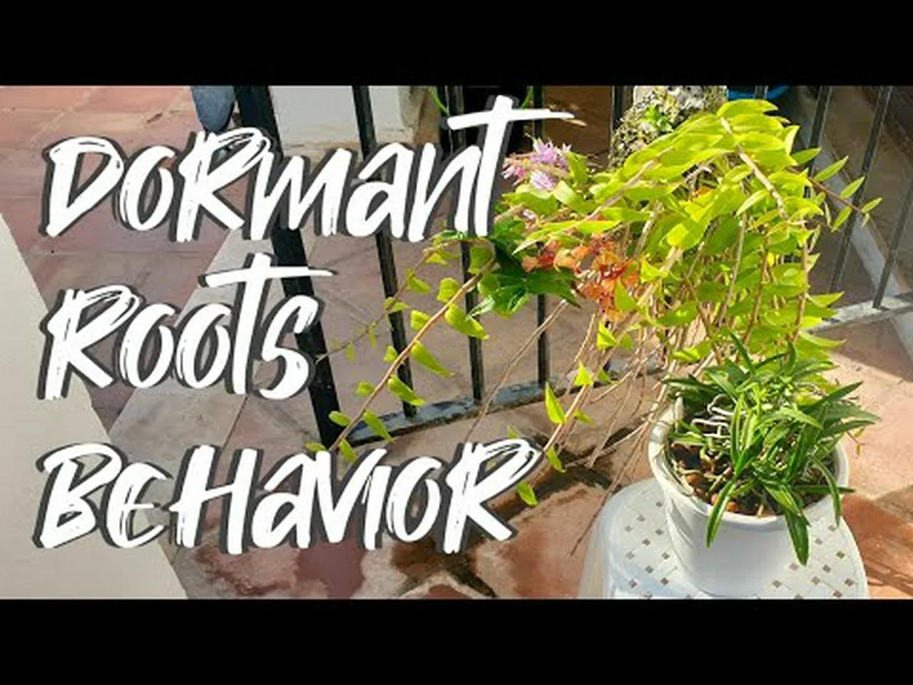 How do Dormant Orchid Roots function? | Water Nutrient Uptake | Velamen ...