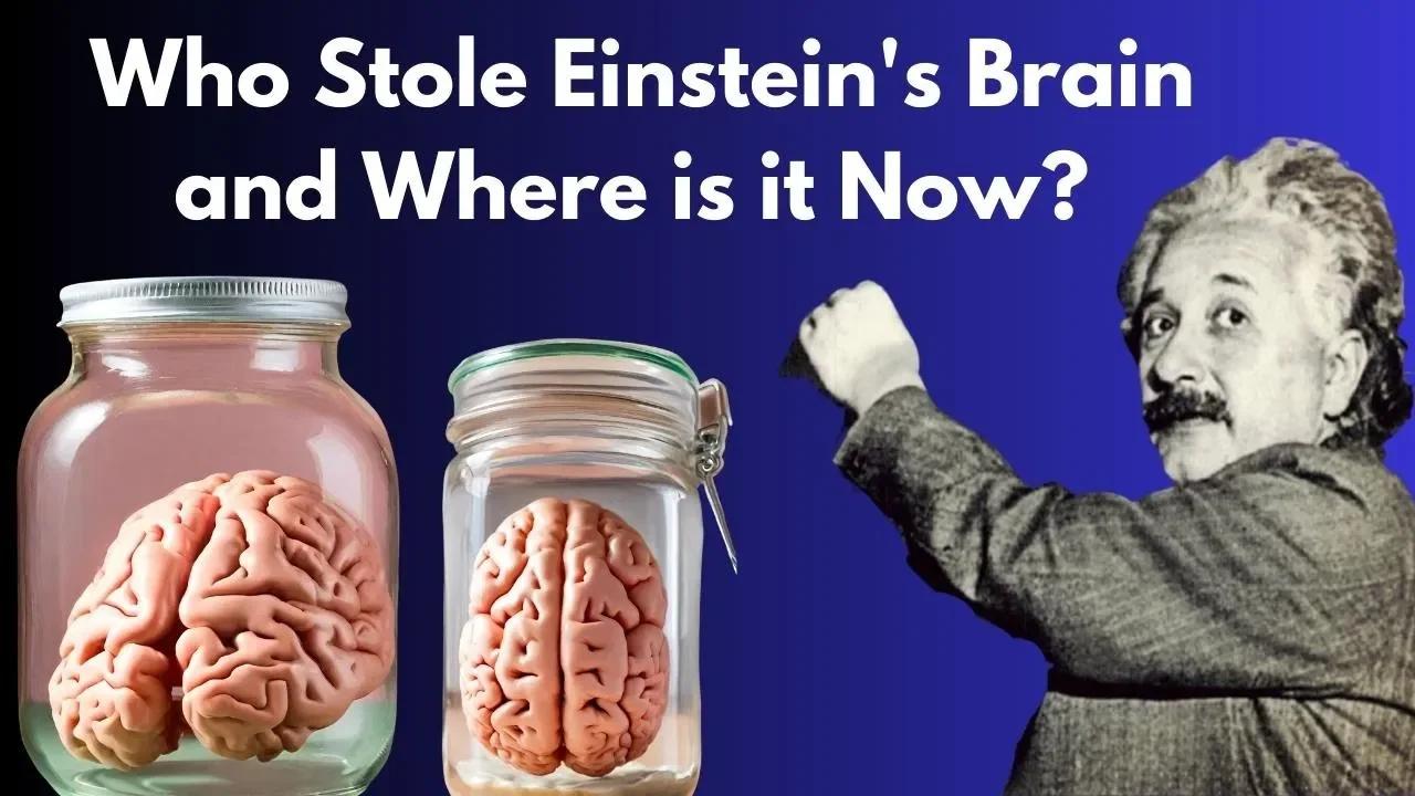 Who Stole Einstein's Brain | Where is Albert Einstein's Brain Now?