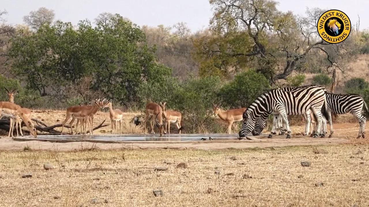 Beautiful Gathering Of Animals