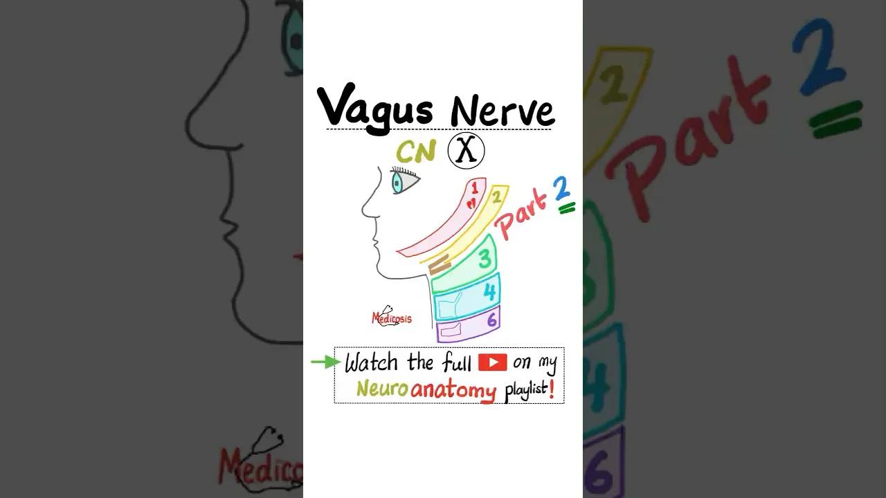 Vagus Nerve - 10th Cranial Nerve - CN X - Neuroanatomy (Part 2). # ...