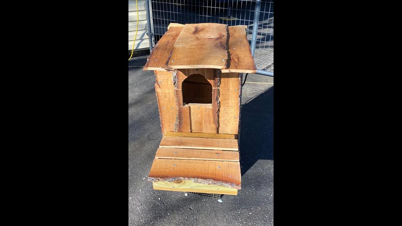Barred Owl Box My most expensive box build so far!