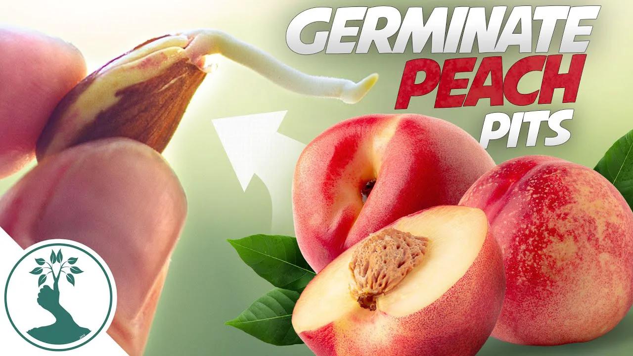 Growing Peach Tree From Pit Super Easy! - How To Grow a Peach Tree From ...