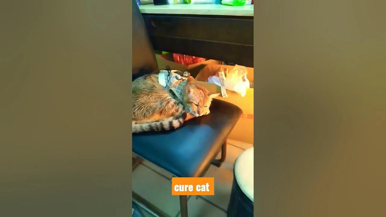 cure cat