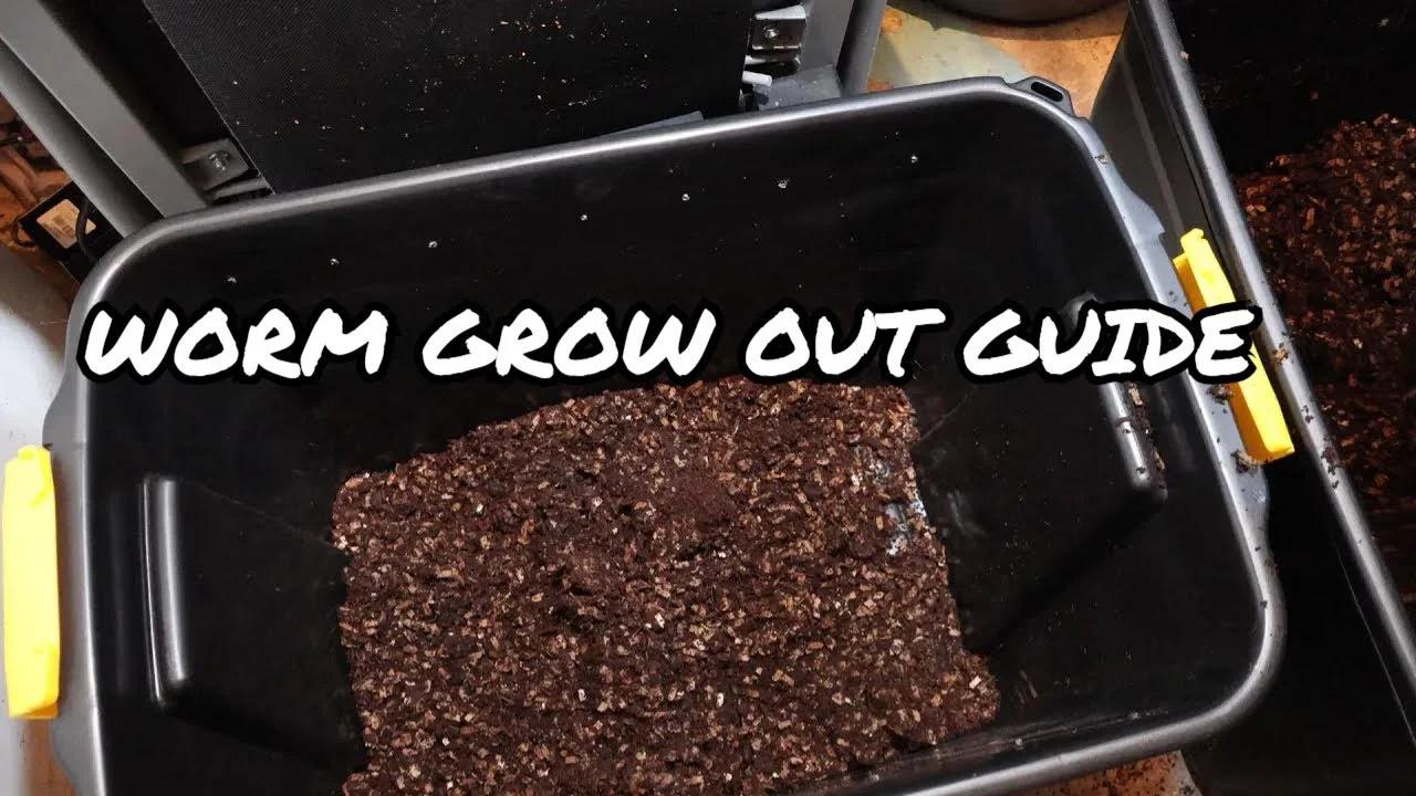How to set up an easy worm grow out bin