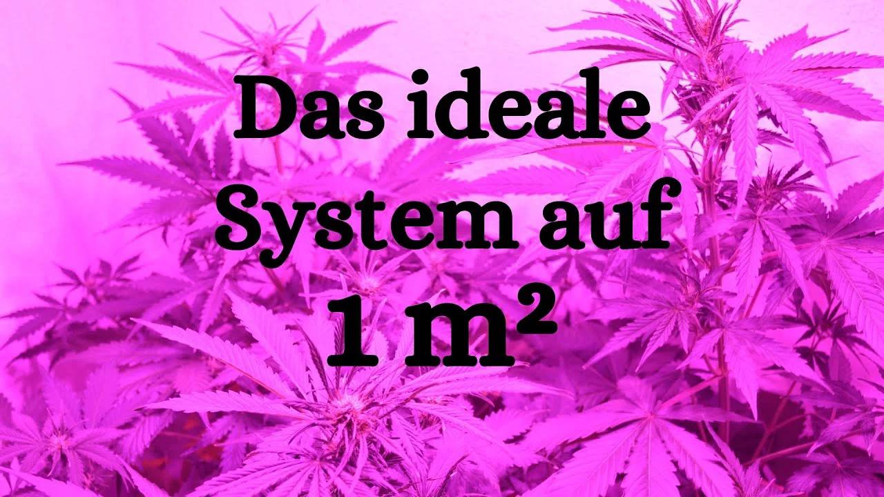 Wie Viele Pflanzen Auf 100x100