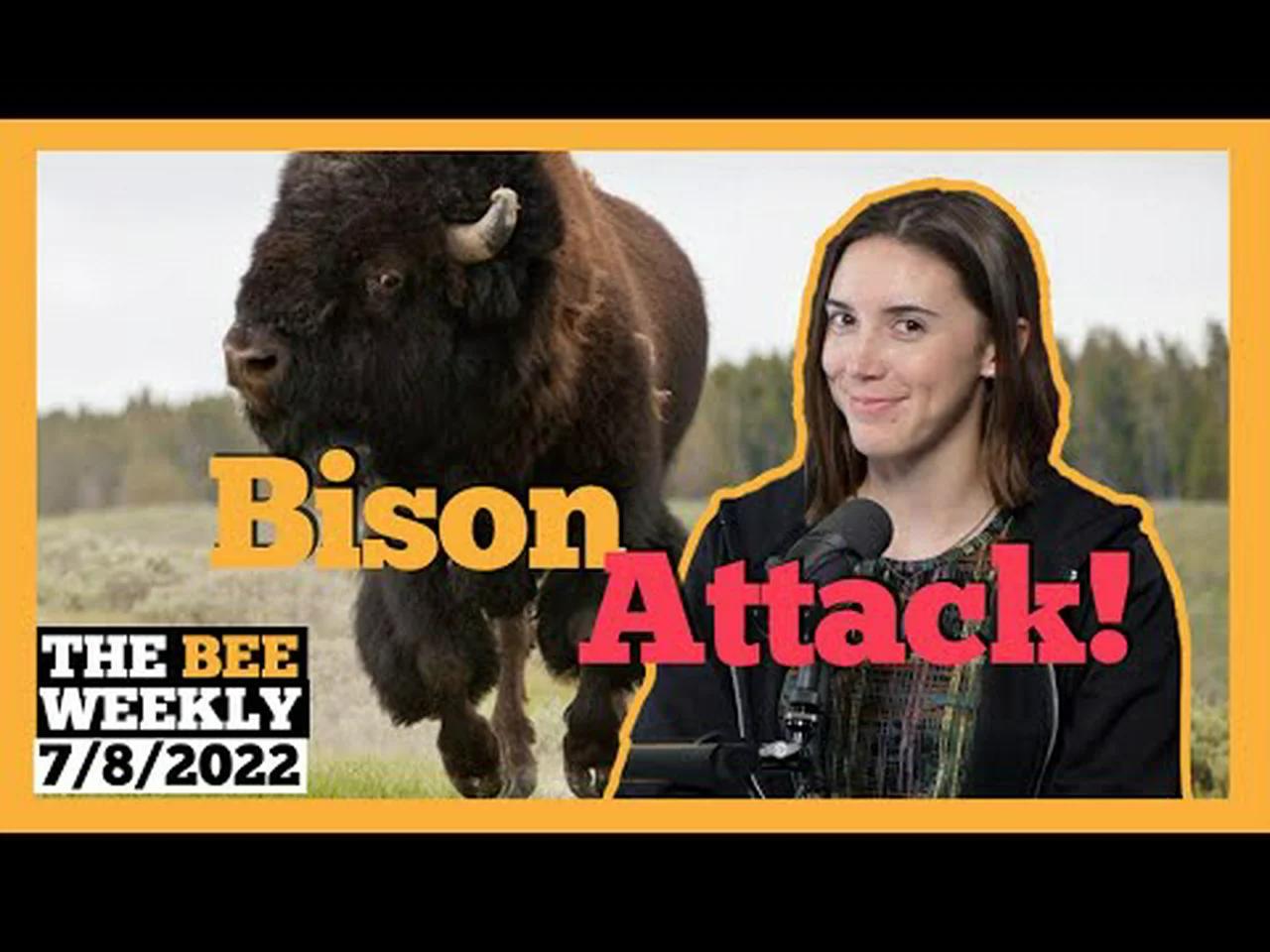 The Bee Weekly: Top Ten Comedy Shows and Bison Attack!
