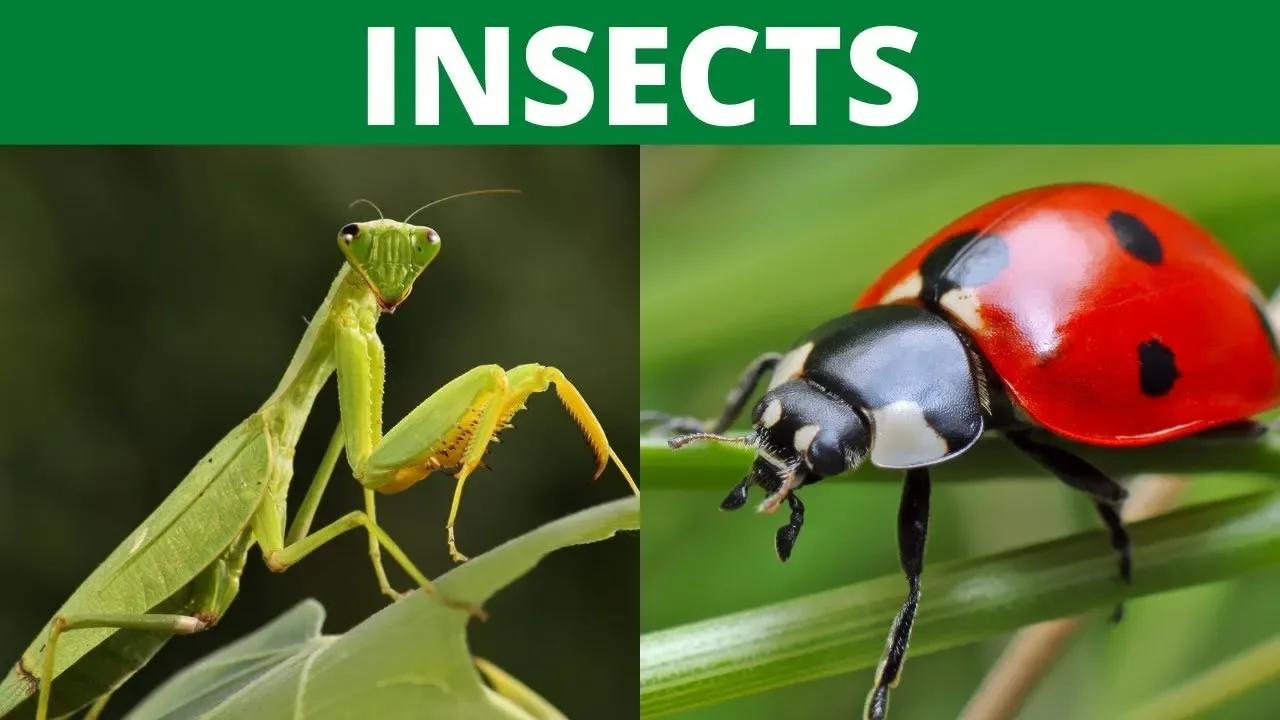 INSECTS in English. Mantis, stick insect, dragonfly, firefly and others🐛🐞