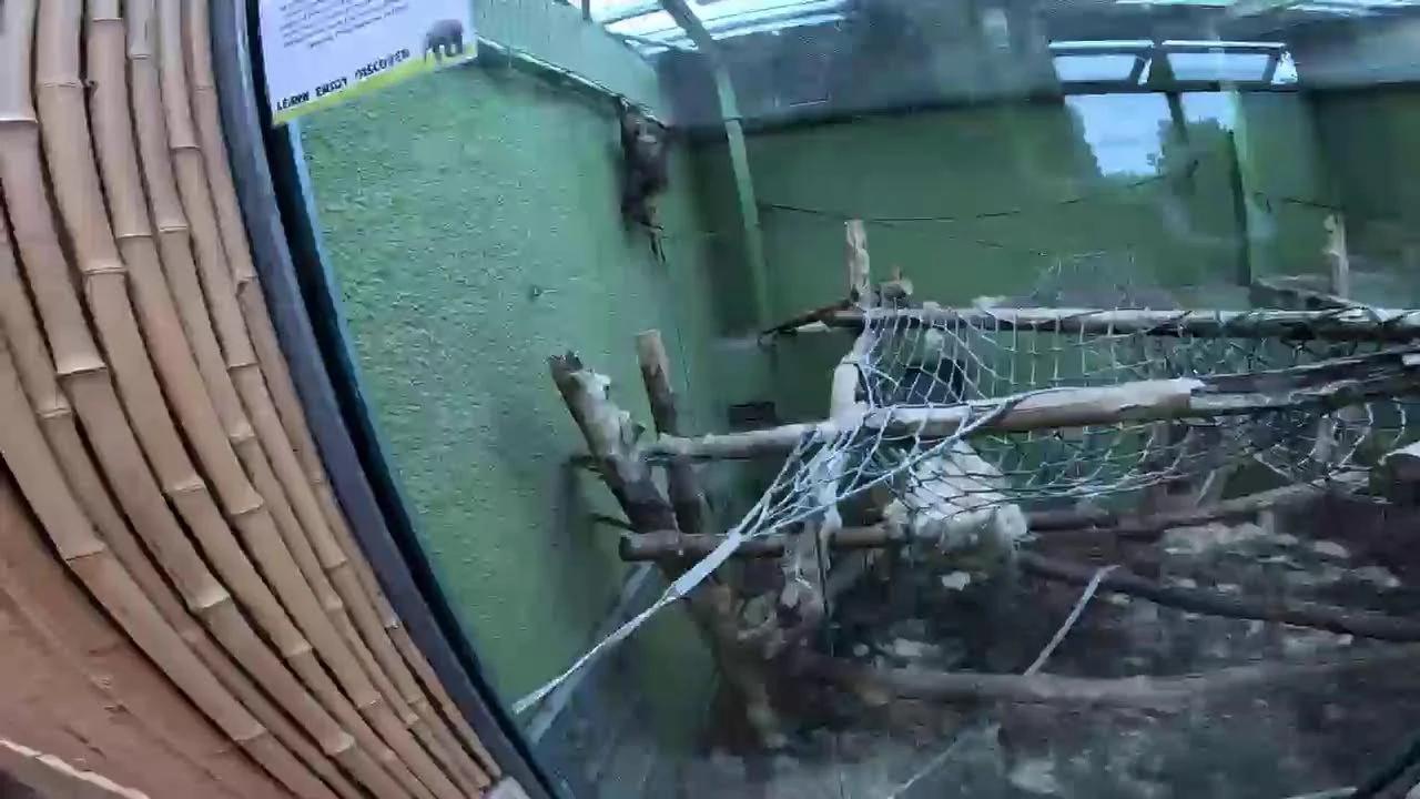 IRL Stream: Blackpool Zoo
