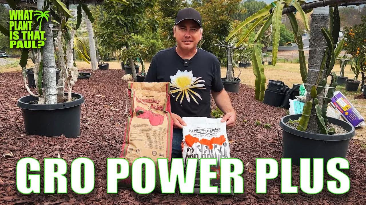 DRAGON FRUIT are LOVING GRO-POWER PLUS FERTILIZER / LOT OF EARLY GROWTH