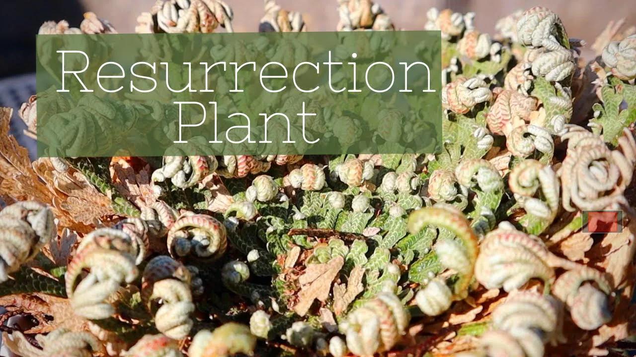 Intention Setting with a Resurrection Plant || Adventures Across
