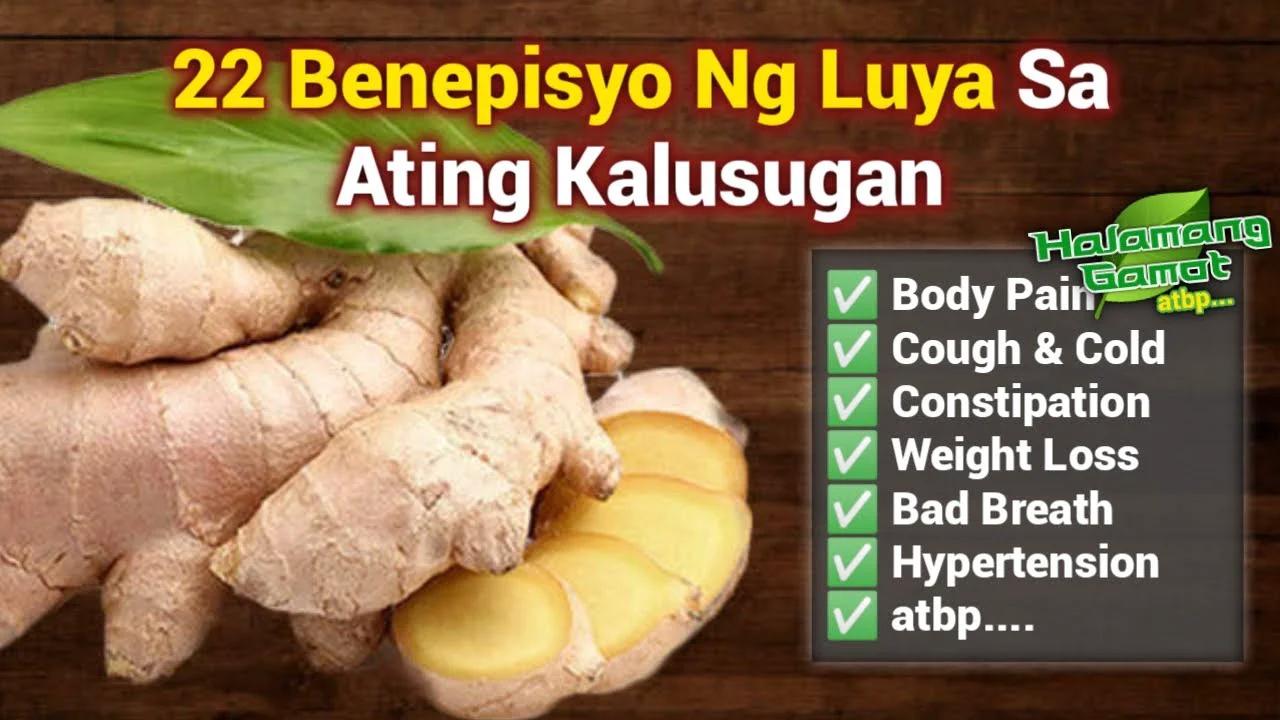 22 Benepisyo Ng Luya Sa Ating Kalusugan | Halamang Gamot ATBP 121