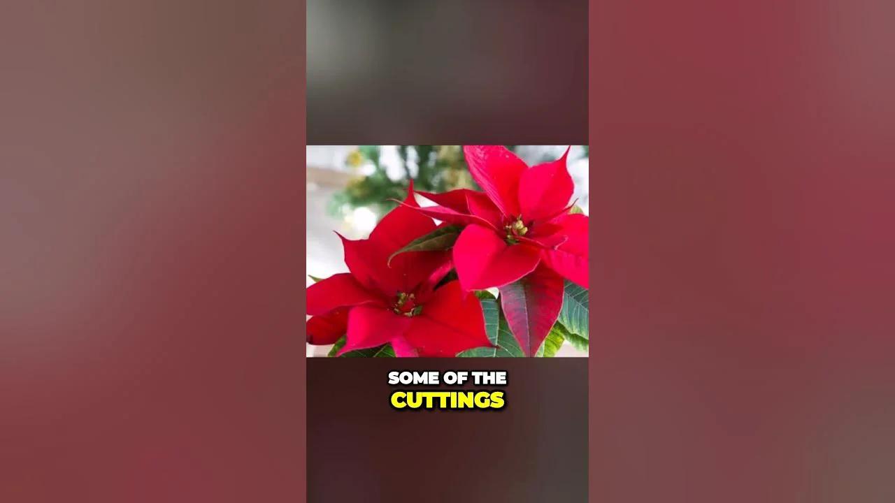 The Surprising History of the Poinsettia and Christmas Traditions