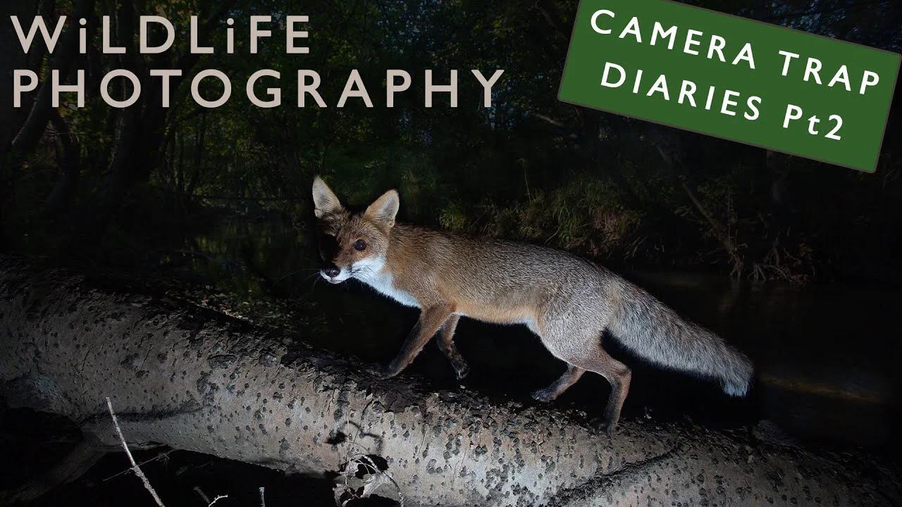 DSLR Camera Trapping on a River - Part 2 | Wildlife Photography