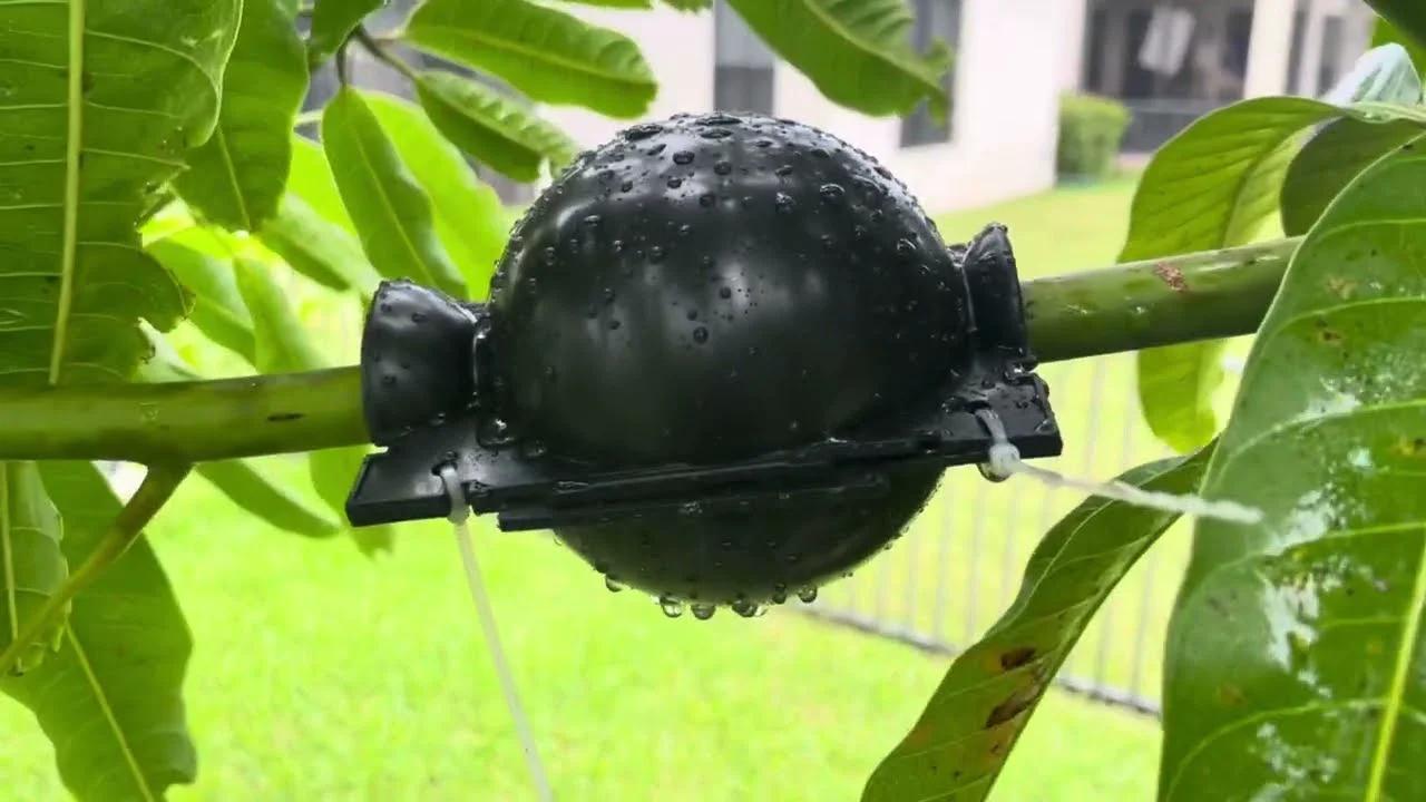 Air layering Mango Tree Using PODS