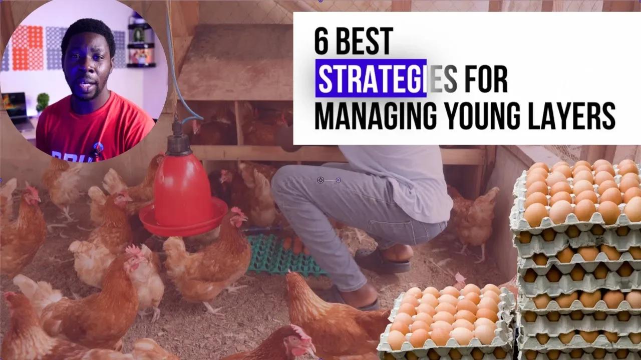 6 Best Strategies for Managing Young Layer Chickens to Lay Lots of Eggs