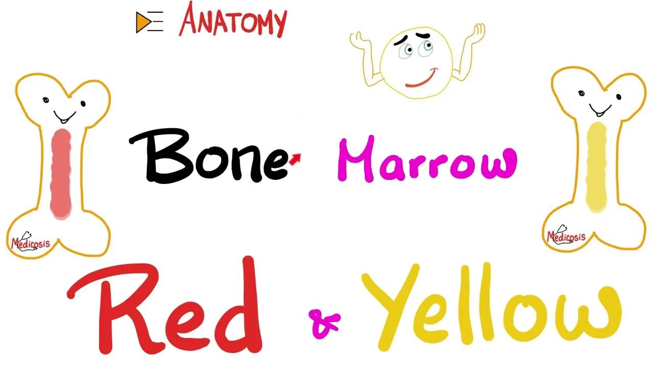 Red Bone Marrow vs Yellow Bone Marrow | Anatomy and Histology