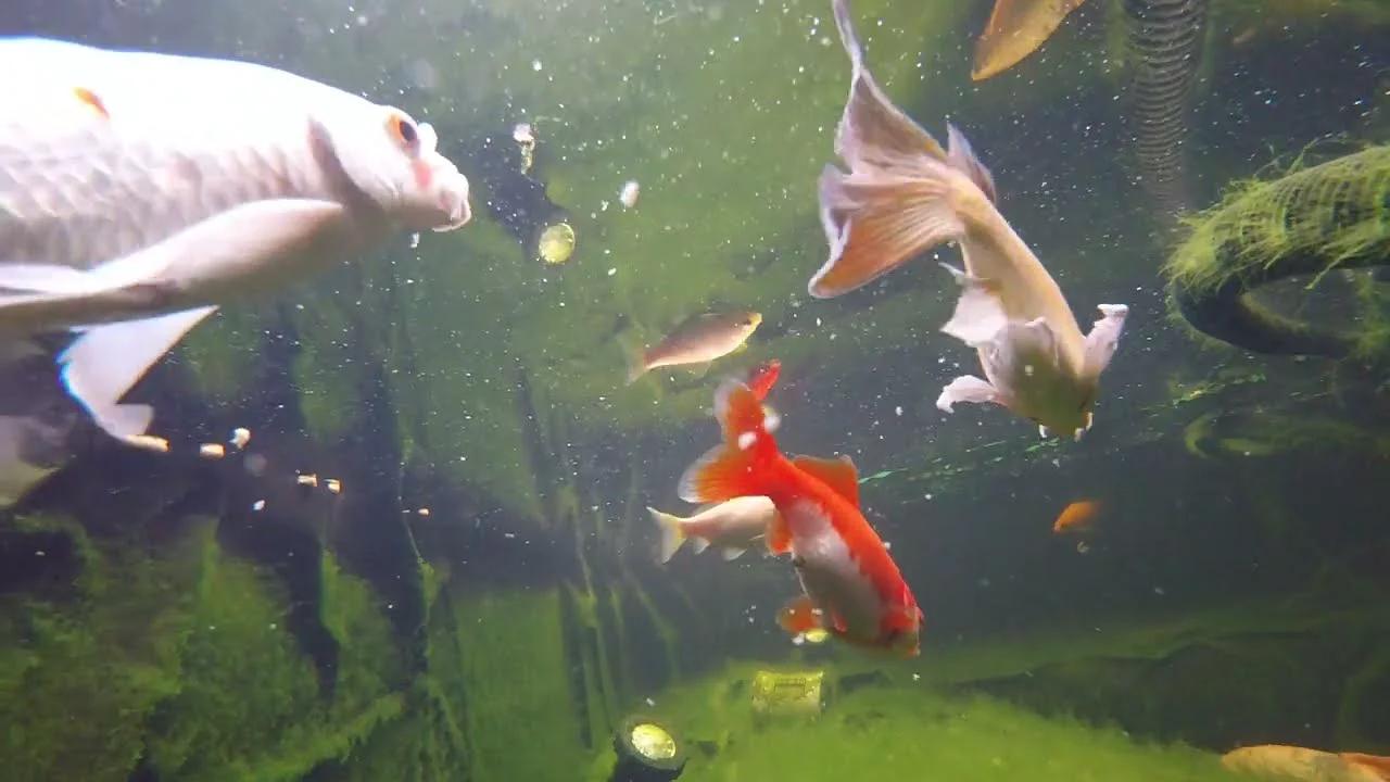 ASMR under the pond