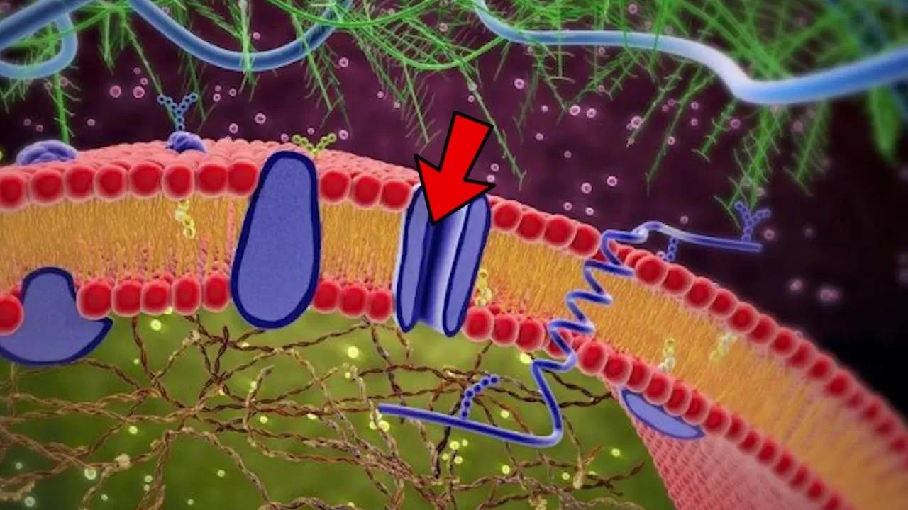 La MEMBRANA PLASMÁTICA explicada: partes, funciones y estructura🧫🔬
