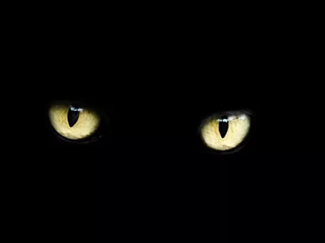 Cat Watching Horror Movie (from the eyes of an Aspie - what we have in ...