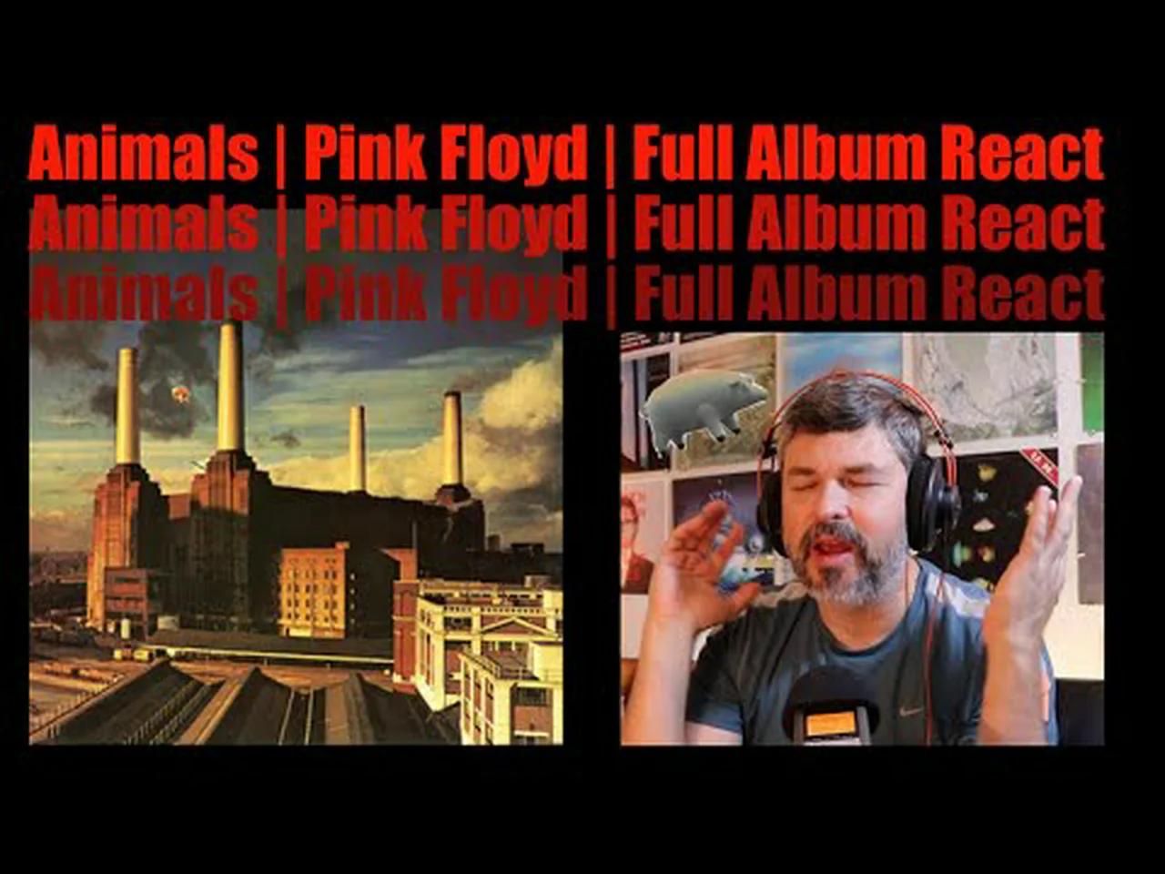 Album React | Animals by Pink Floyd