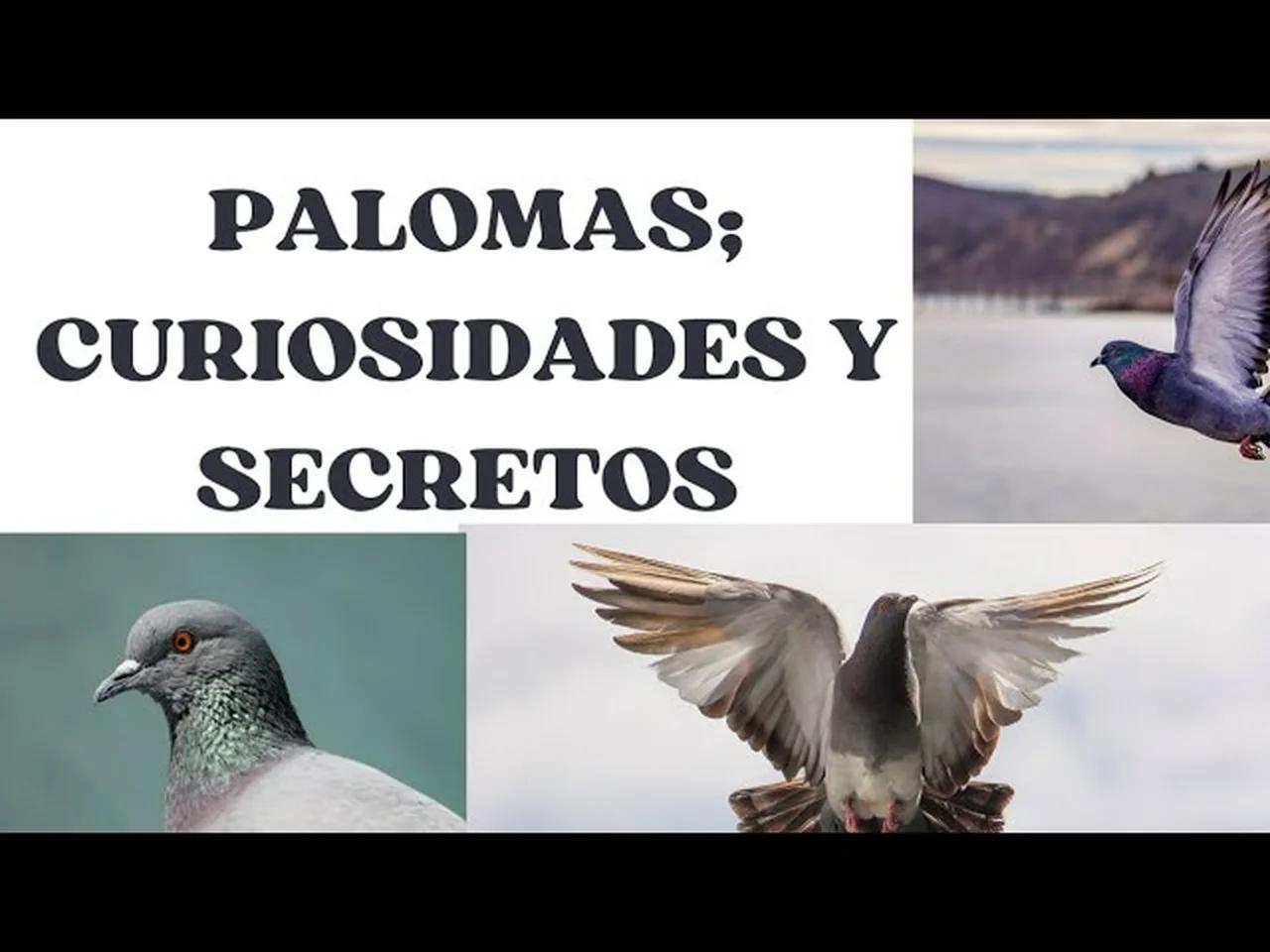 Palomas🕊️/Datos Curiosos que no sabias🕊️#paloma #curiosidades #aves