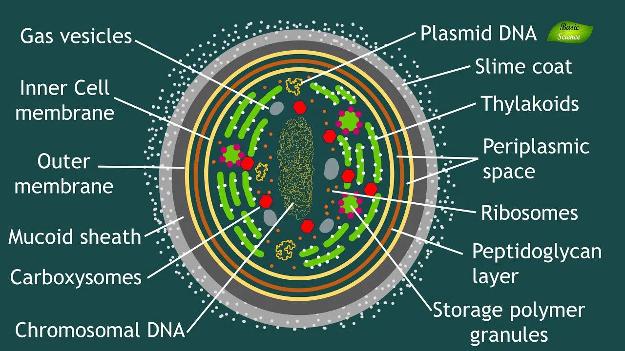 Cyanobacteria | Structure and Functions | Basic Science Series