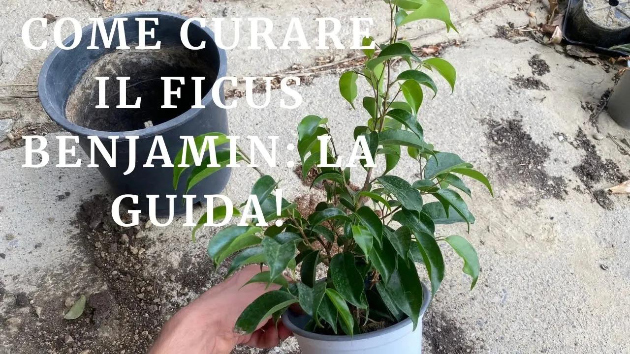 Come curare il FICUS BENJAMIN: la guida!