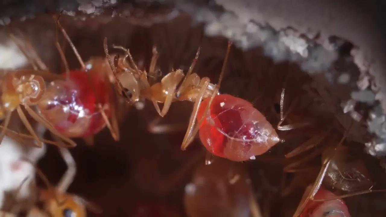 Honeypot Ants Turn Their Biggest Sisters into Jugs of Nectar - Deep Look
