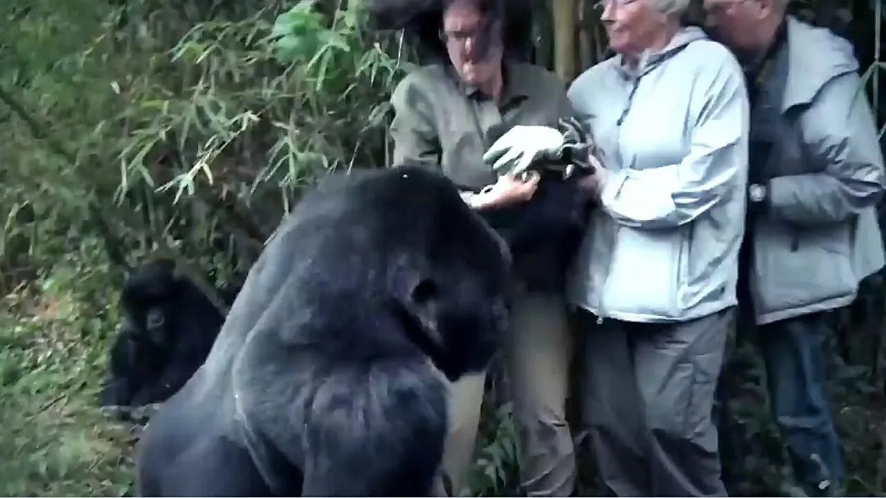 The Most INSANE Animal Encounters Ever Recorded