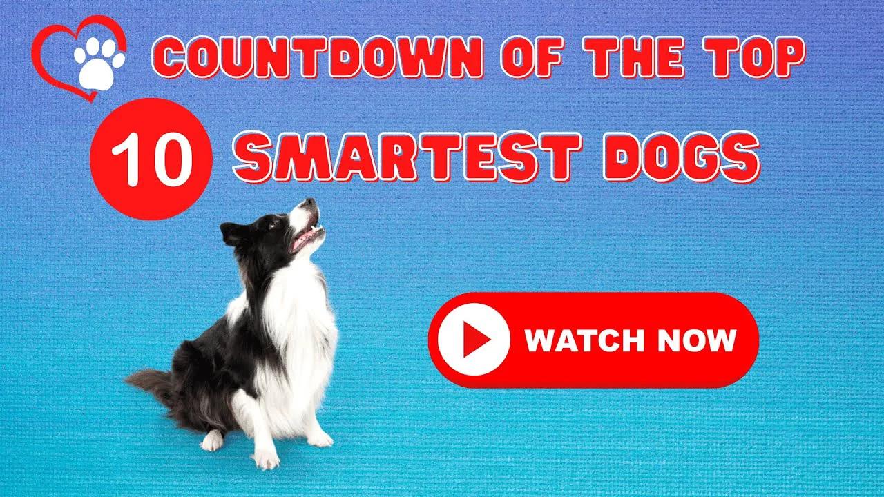 🐕 Countdown Of The Top 10 Smartest Dogs - Did Your Favorite Make The List?