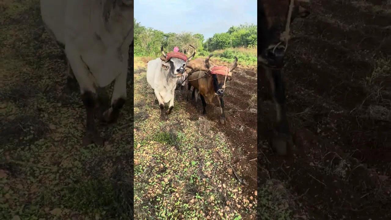Traditional Plowing in Jiguani, Cuba: Oxen and Iron Plows in Action