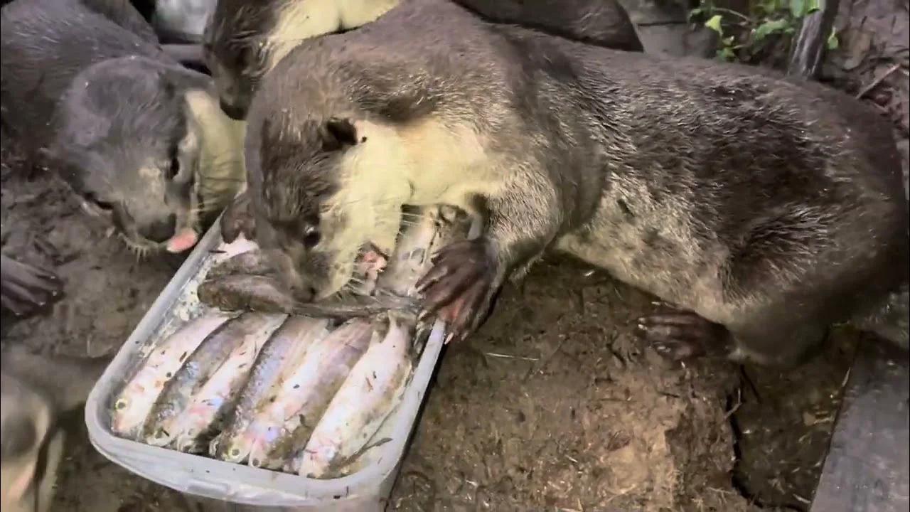 How Do Otters Eat Frozen Fish?