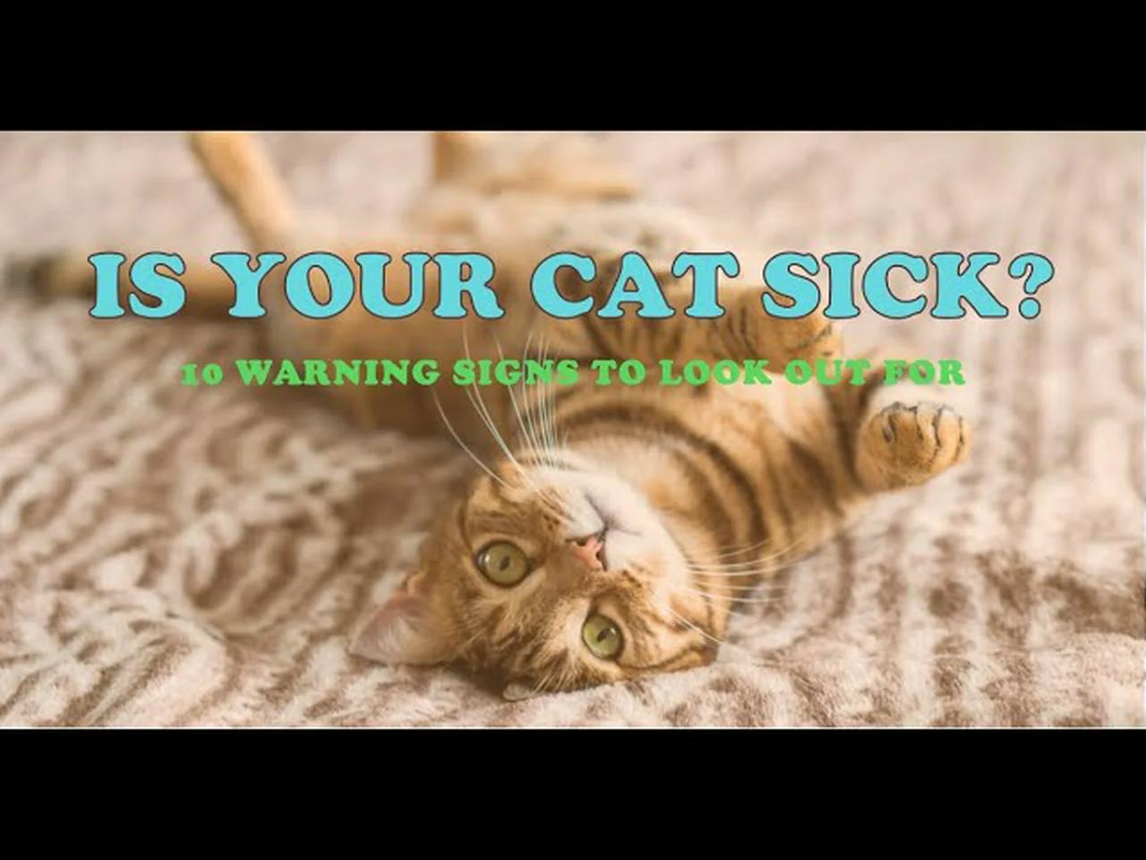 10 Warning Signs Your Cat is Sick 🐱 | Recognizing Feline Health Issues