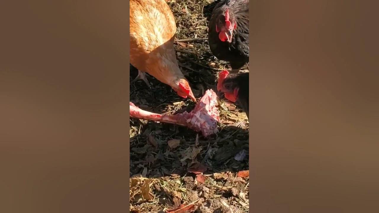 Chicken Compost - a regenerative system #zerowaste #chickens #permaculture #farm #homesteading