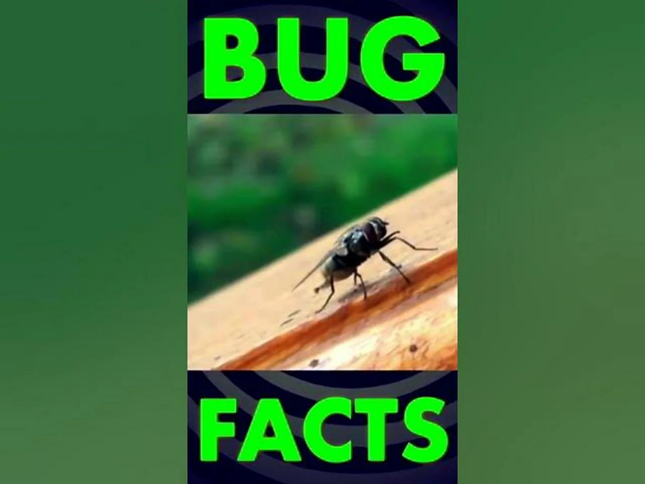 Rusty's BUG FACTS - House Flies Defecate Every 5 Seconds