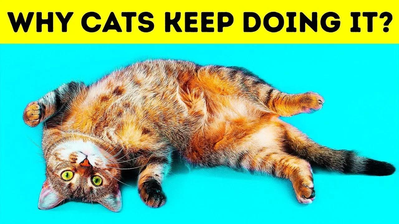 Cat Behaviors Explained