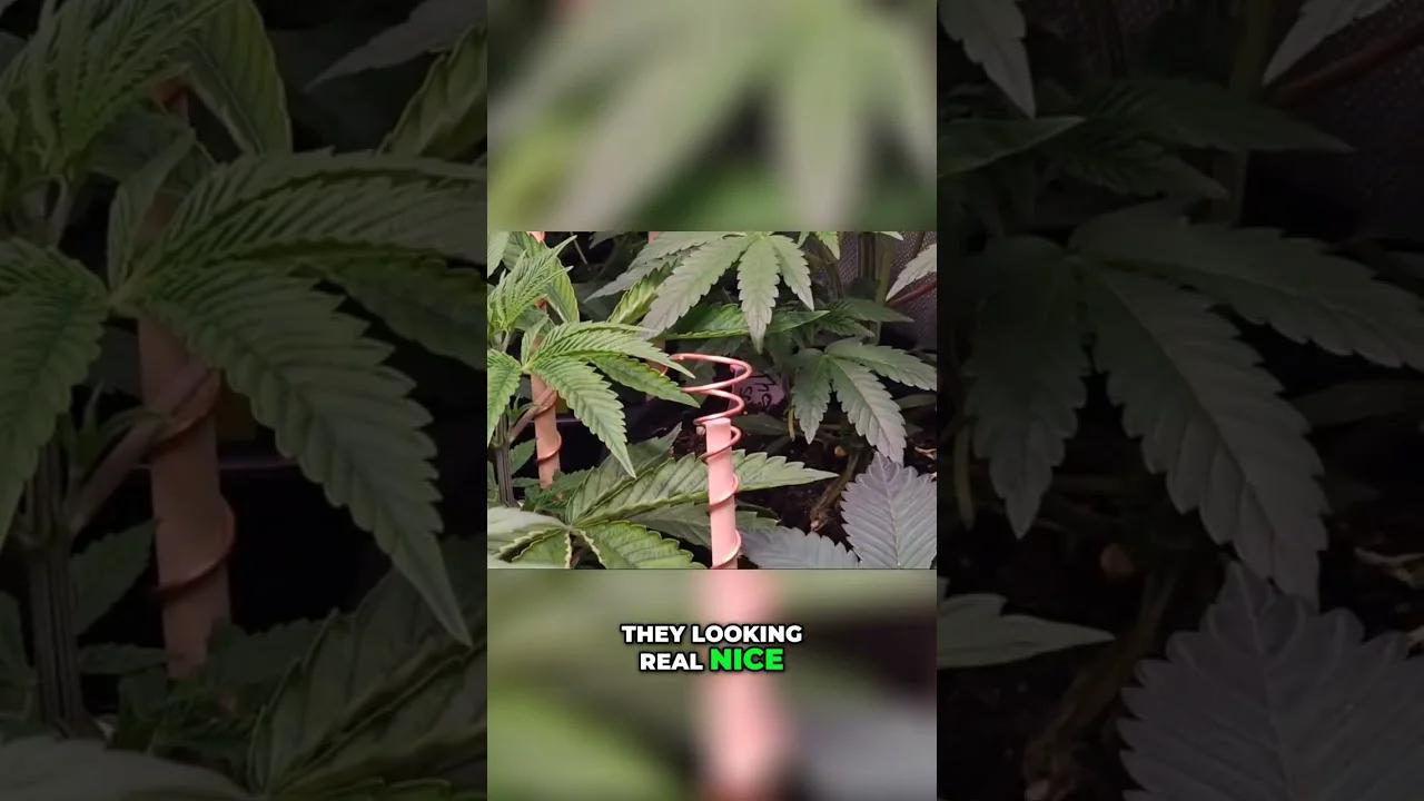 Mind-blowing Green Mamba Seeds: Unleashing Robust and Lush Plant Growth!