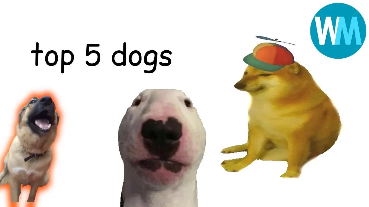 top 5 dogs