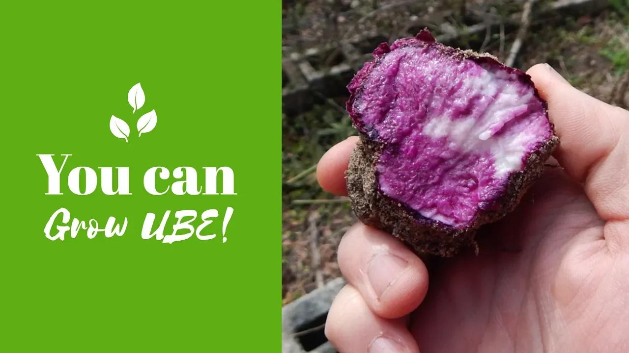 What You Need to Know about Growing Ube Yam