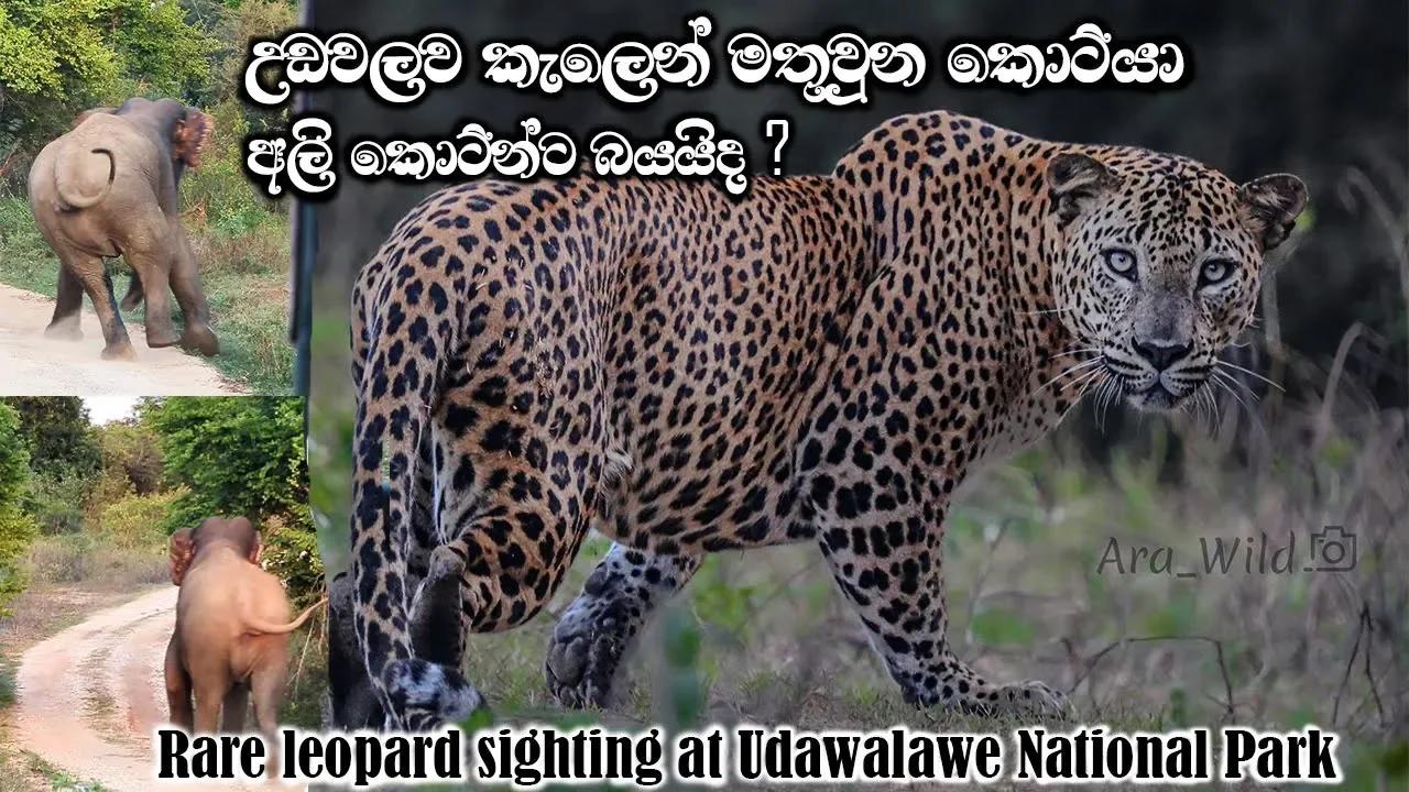 Leopard and Elephant Encounter 😱😮 Leopards at Udawalawe National Park ...