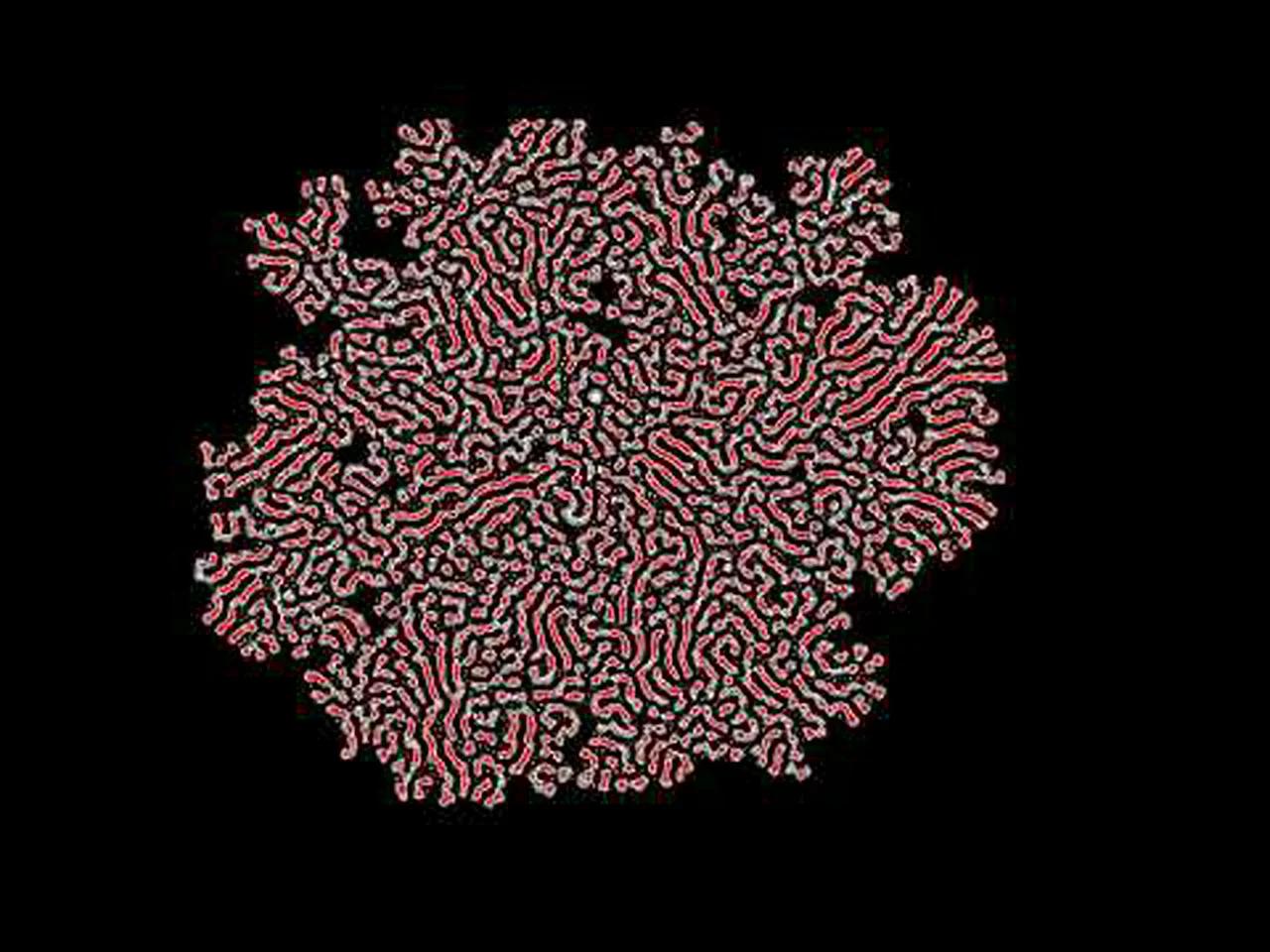 Multiple Neighborhoods Cellular Automata