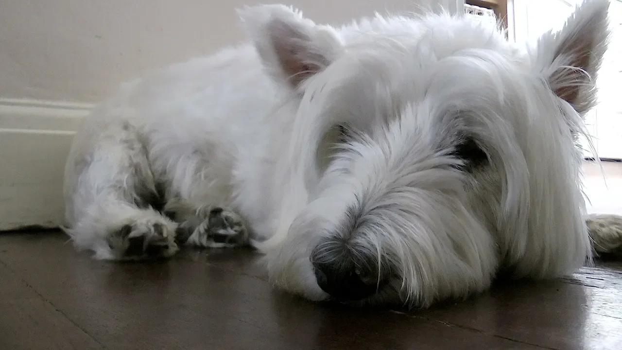 How to Get Famous on YouTube - Pets