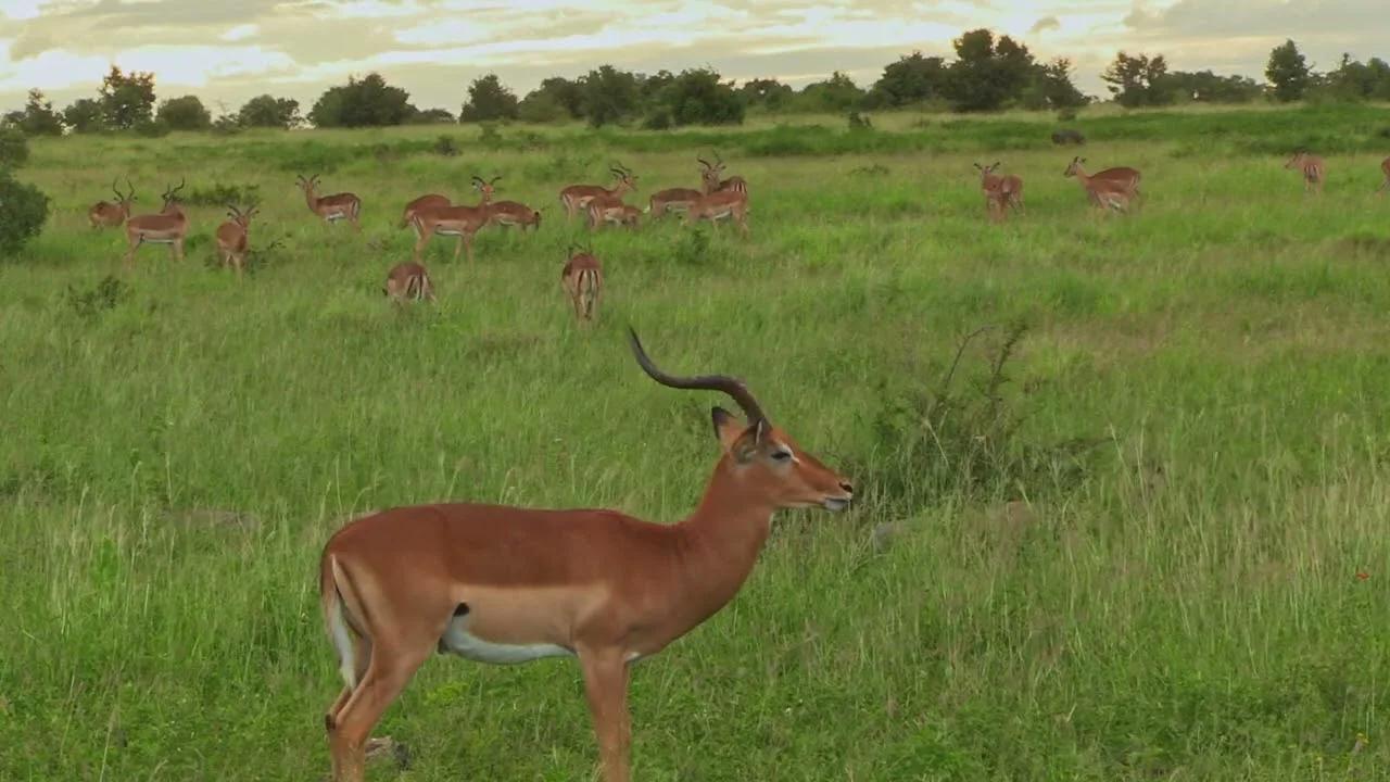 Impala Rutting