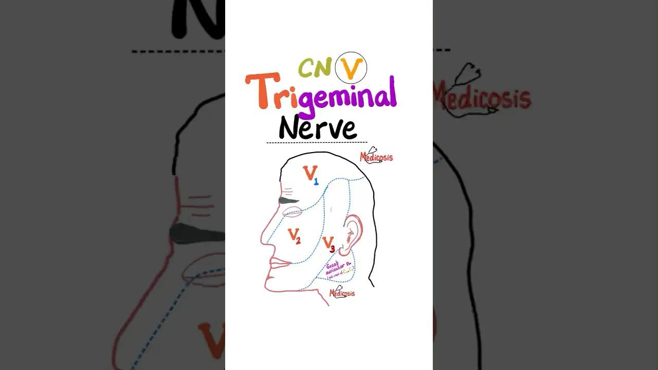 Trigeminal Nerve - 5th Cranial Nerve (CN V) - Neuroanatomy #anatomy # ...