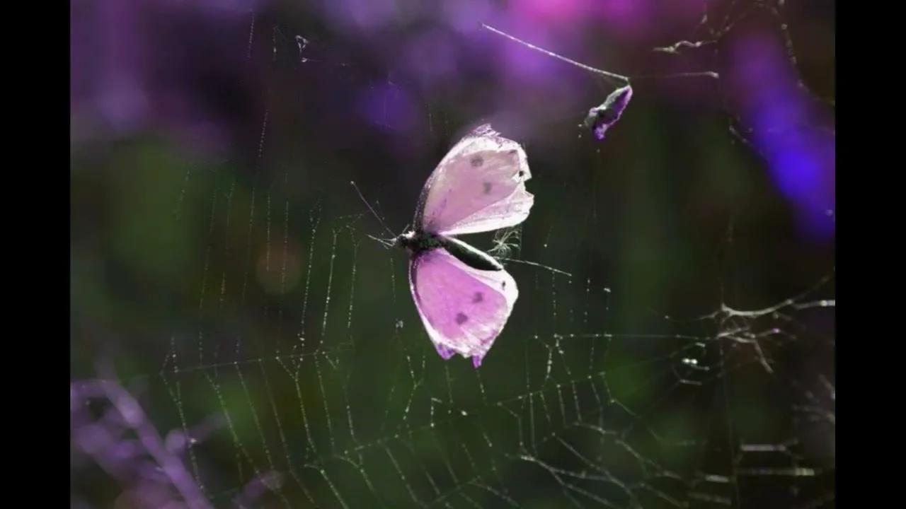 "El león y la mariposa: una historia de empatía y valentía".