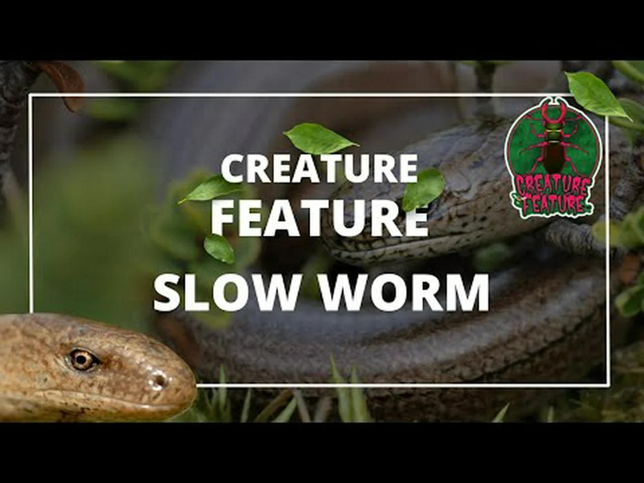 Creature Feature: Slow Worm #creaturefeature #5funfacts