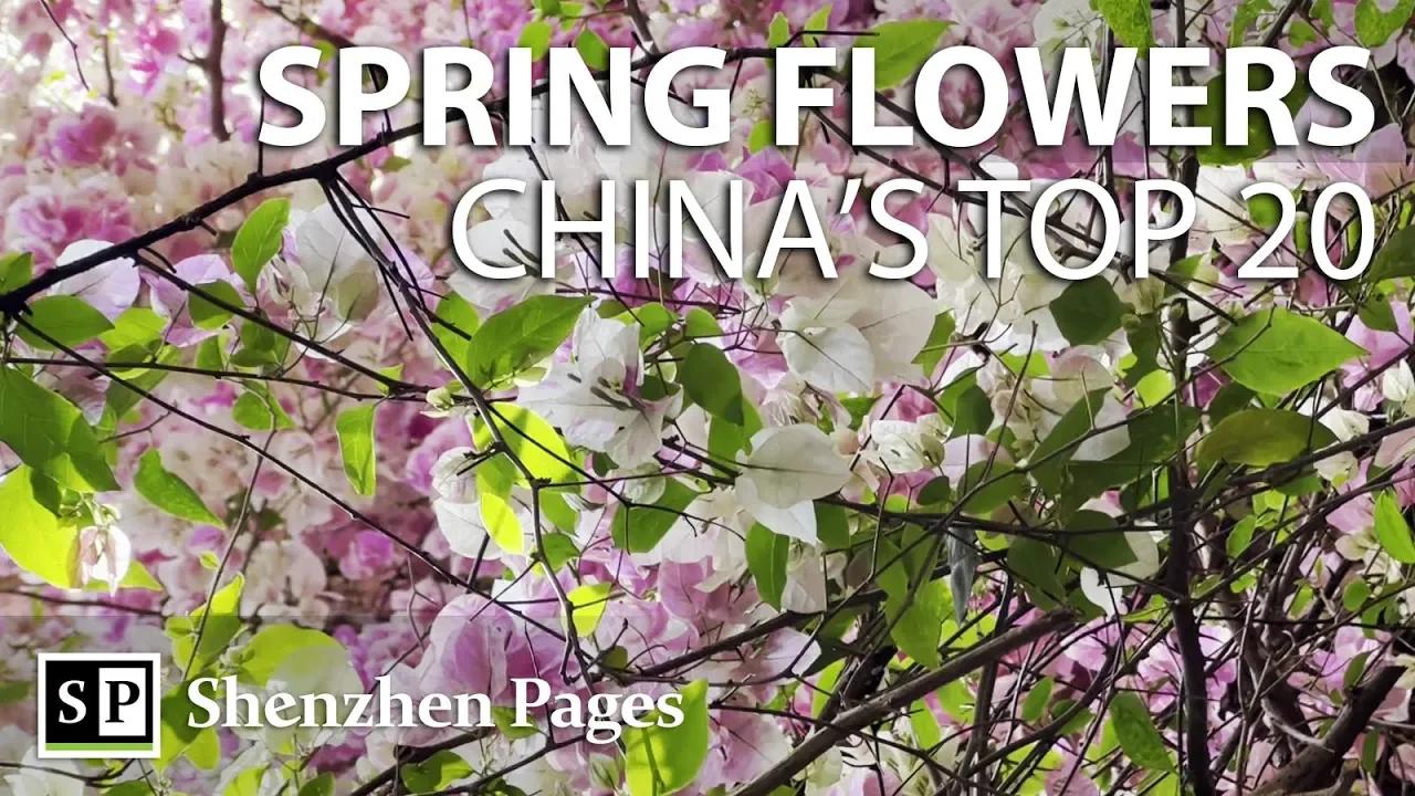 TOP 20 flower viewing destination in China; Spring blossom flowers in ...